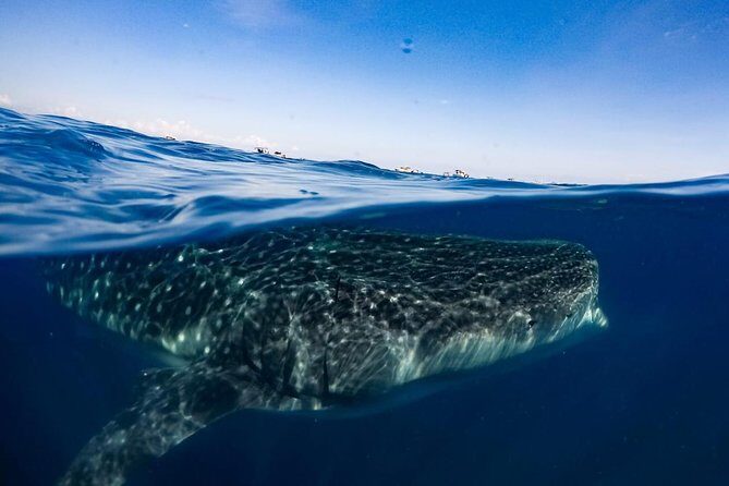 Private Whale Shark Ecofriendly Tour from Riviera Maya - Who Will Love This Experience?