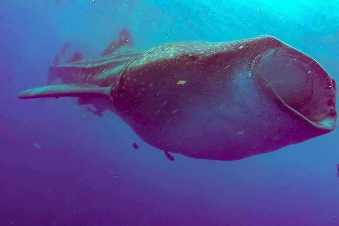 Private Whale Shark Ecofriendly Tour from Riviera Maya - Authentic Feedback from Travelers