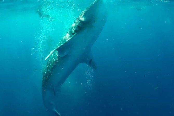 Private Whale Shark Ecofriendly Tour from Riviera Maya - The Sum Up: Is This Tour Worth It?