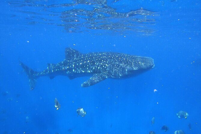 Private Whale Shark Snorkeling Activity in La Paz - The Experience in Detail