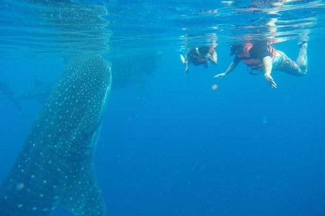 Private Whale Shark Tour from Cancun - The Experience Breakdown: What You Can Expect