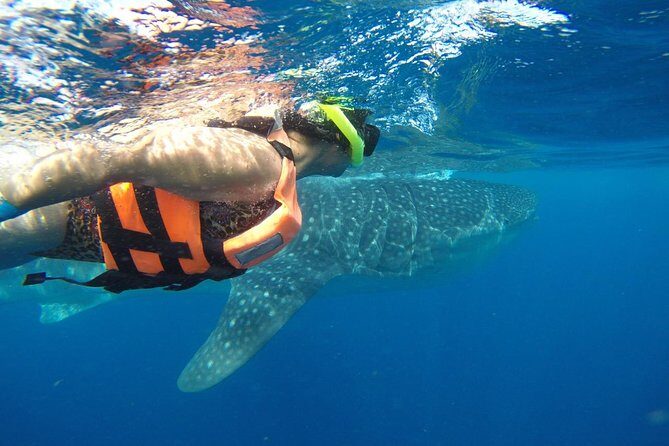 Private Whale Shark Tour from Cancun - Authentic Insights from Reviewers