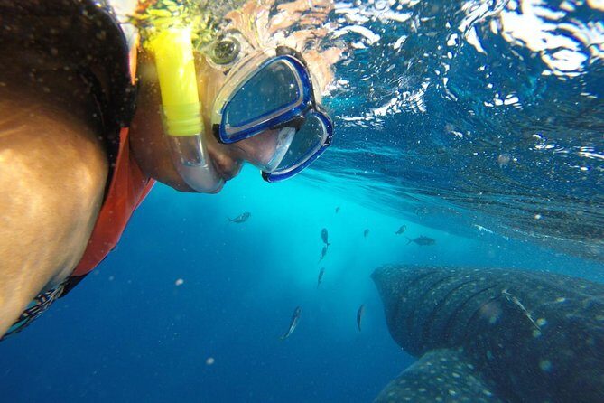 Private Whale Shark Tour from Cancun - Who Will Love This Tour?