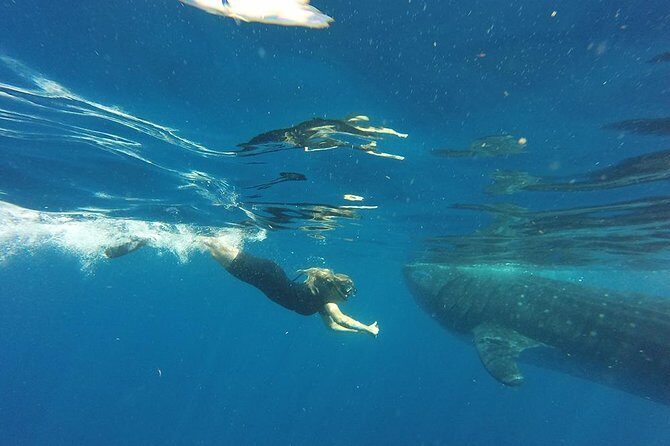 Private Whale Shark Tour from Cancun - Wrapping Up