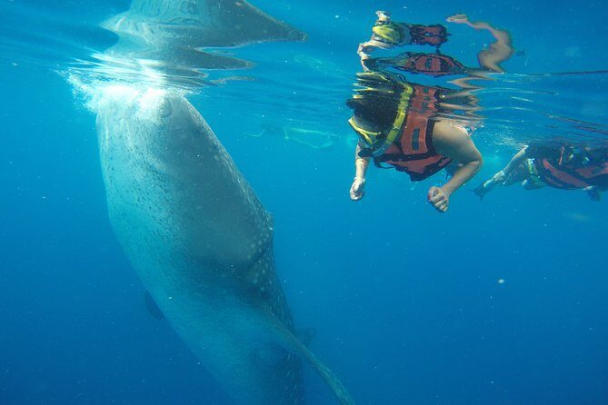 Private Whale Shark Tour from Playa del Carmen - Key Points