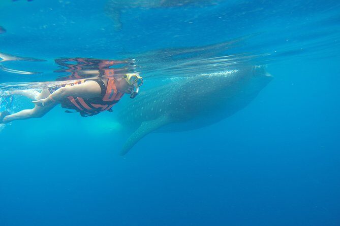 Private Whale Shark Tour from Playa del Carmen - Who Should Consider This Tour?
