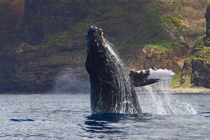 Private Whale Watch and Snorkel off Kaua'i - Key Points