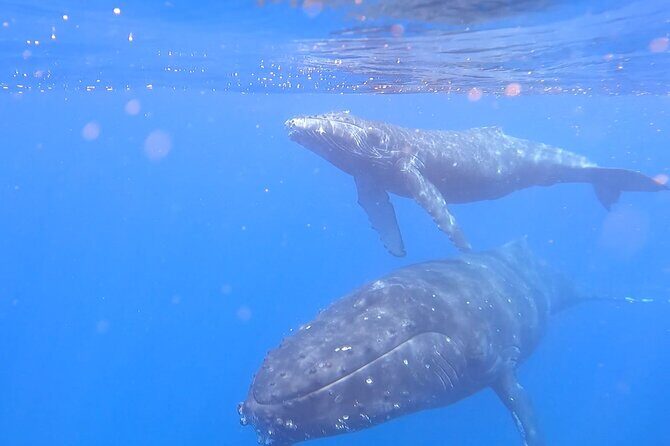 Private Whale Watch and Snorkel off Kaua'i - Who Will Love This Tour?