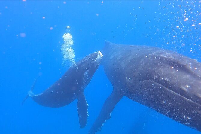 Private Whale Watch and Snorkel off Kaua'i - FAQs