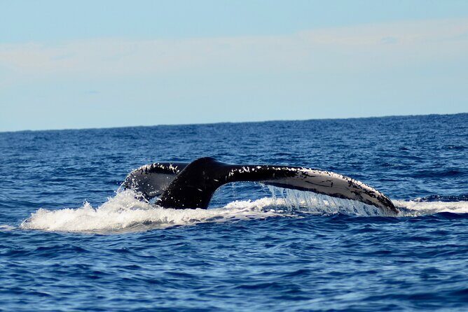 Private Whale Watch and Snorkel off Kaua'i - Final Thoughts