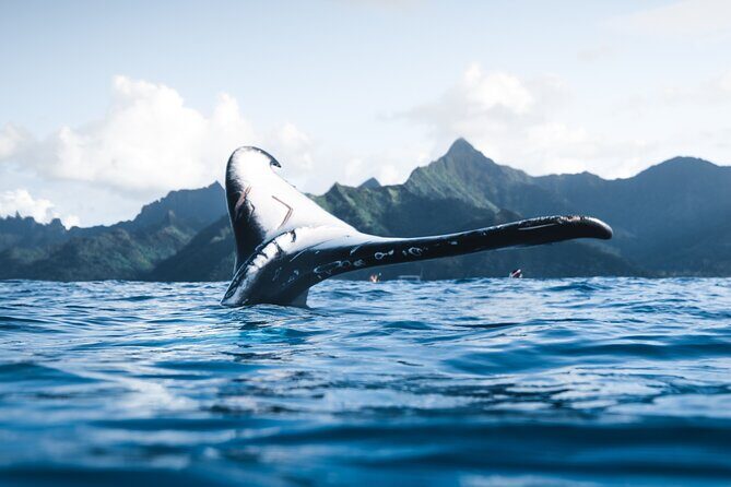 Private Whale Watching Activity - An In-Depth Look at the Experience