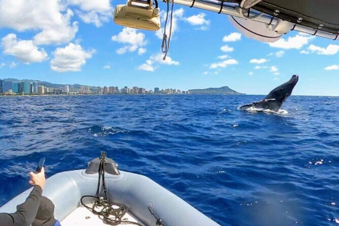 Private Whale Watching Adventure - In-Depth Review: What Makes This Whale Watching Tour Special?
