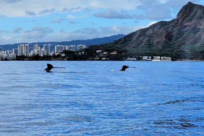 Private Whale Watching Adventure - The Sum Up