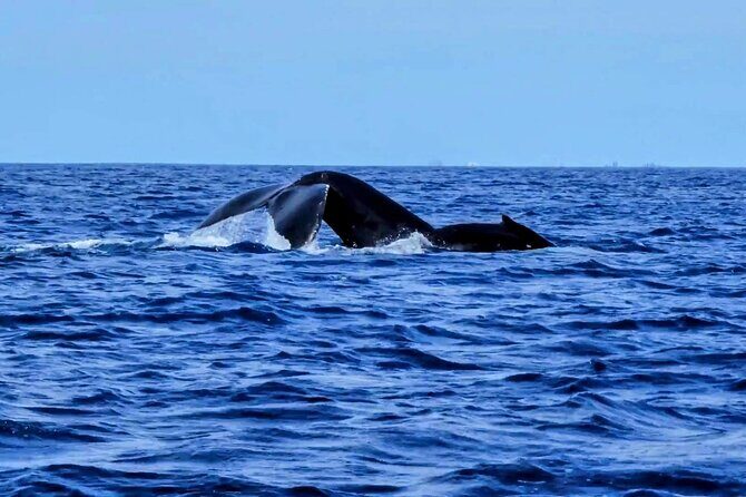 Private Whale Watching Adventure - Frequently Asked Questions