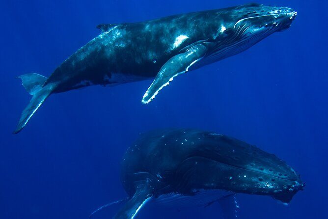 Private Whale Watching Adventure in Mo'orea - An Authentic and Respectful Approach to Whale Watching
