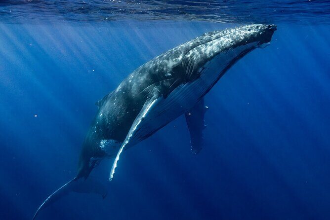 Private Whale Watching Adventure in Mo'orea - Pricing and Value