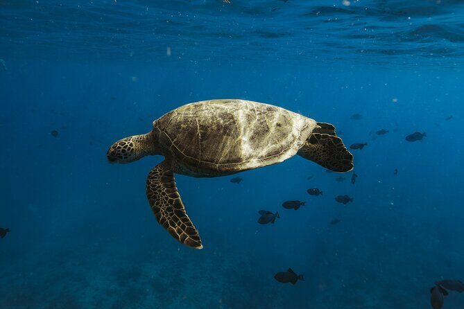 Private Whale Watching and Coastal Swimming Tour Honolulu - The Sum Up