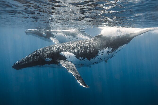Private Whale Watching and Coastal Swimming Tour Honolulu - FAQs
