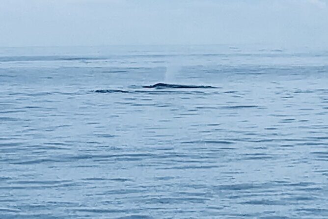 Private Whale Watching and Dolphin Excursion - A Closer Look at the Private Whale Watching and Dolphin Excursion in Oahu