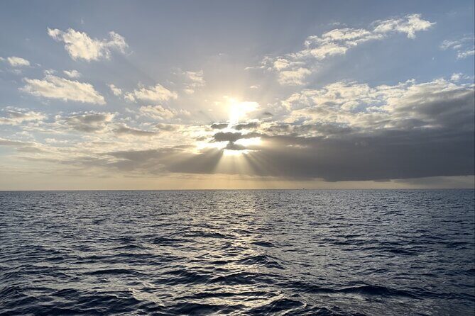 Private Whale Watching and Dolphin Excursion - Key Points
