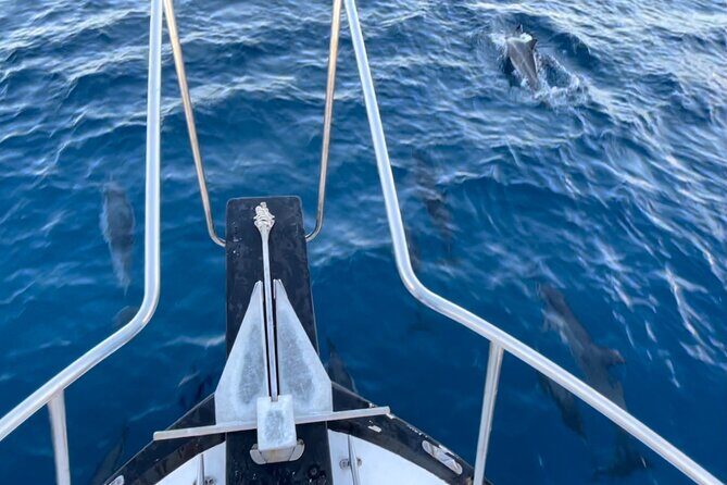 Private Whale Watching and Dolphin Excursion - Value and Pricing Analysis