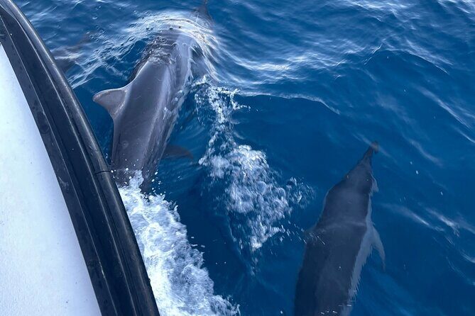 Private Whale Watching and Dolphin Excursion - In The Sum Up