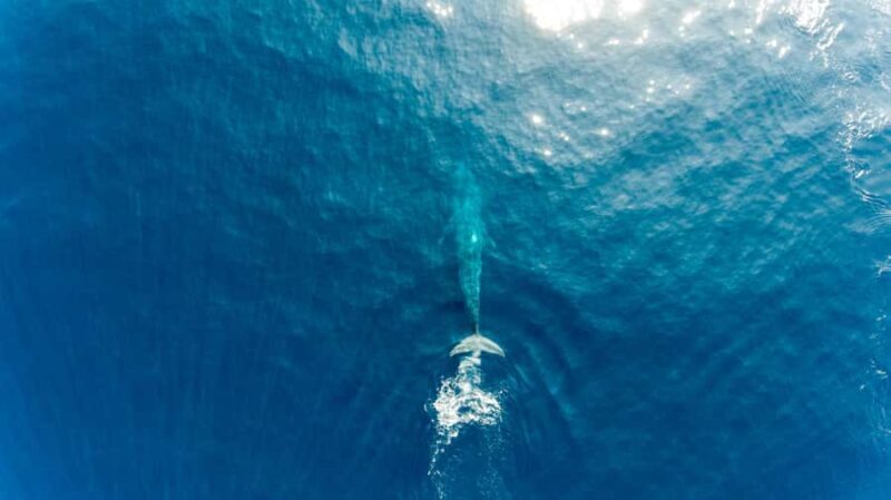 Private Whale Watching Cruise - Mirissa - Key Points