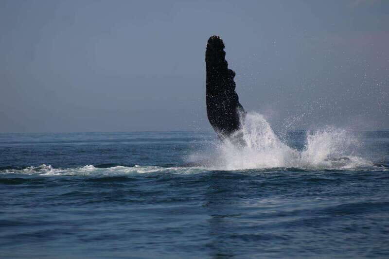 Private whale watching in mazatlan - An Insider Look at the Experience