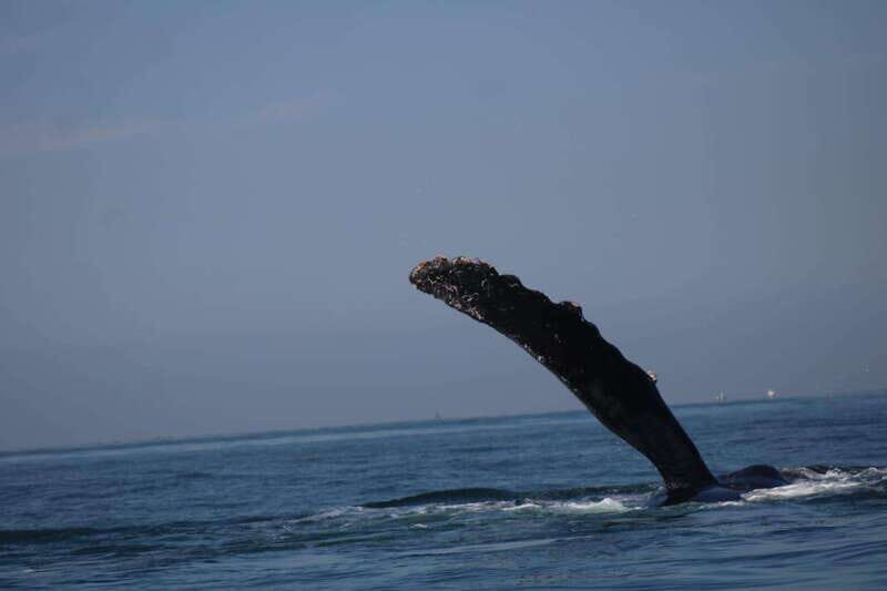 Private whale watching in mazatlan - Authenticity and Educational Value