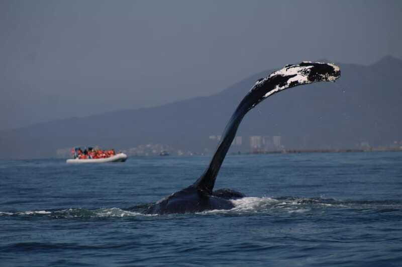 Private whale watching in mazatlan - Pricing Analysis and Value