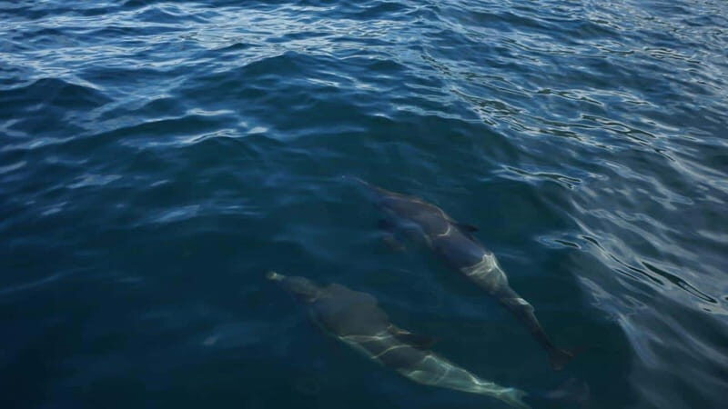 Private whale watching in mazatlan - Practical Details and Tips