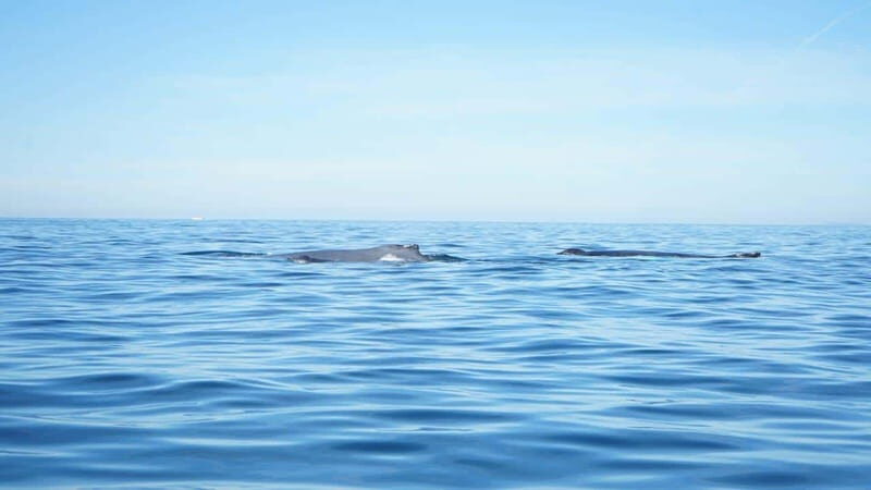 Private whale watching in mazatlan - What Others Say