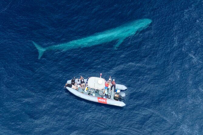Private Whale Watching in San Diego on a Premium Zodiac - Exploring San Diego’s Marine Wonders: Private Whale Watching on a Premium Zodiac