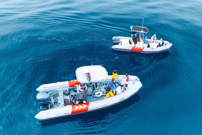 Private Whale Watching in San Diego on a Premium Zodiac - A Closer Look at This San Diego Whale Watching Tour