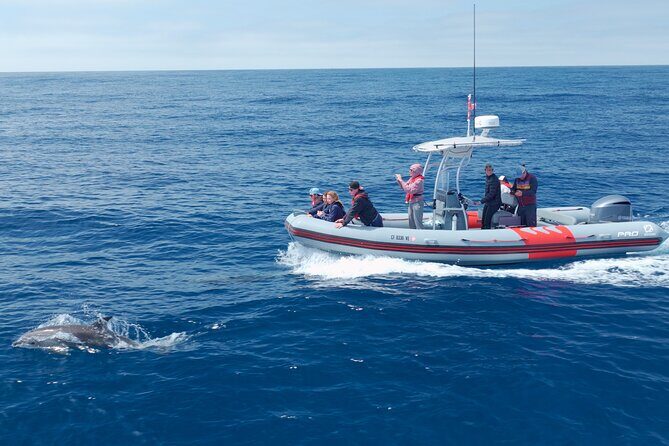 Private Whale Watching in San Diego on a Premium Zodiac - Final Thoughts: Is This Tour Right for You?