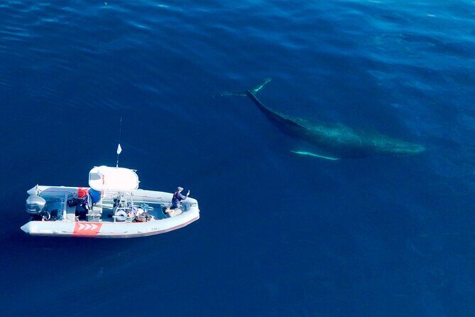 Private Whale Watching in San Diego on a Premium Zodiac - FAQs