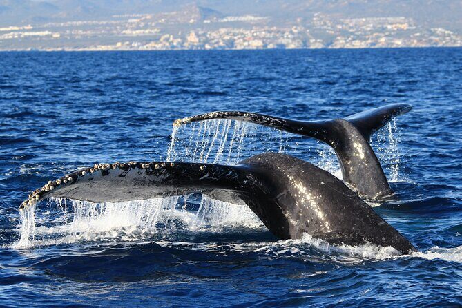 Private Whale Watching in San José del Cabo - Value and Cost Consideration
