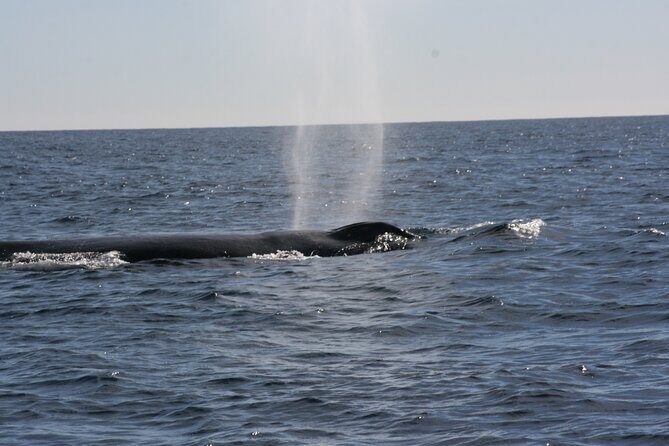 Private Whale Watching in San José del Cabo - Practical Details