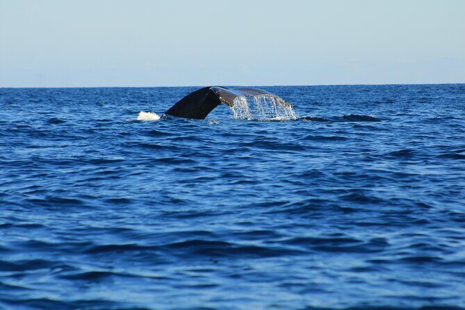 Private Whale Watching in San Jose Del Cabo snack,drinks,Warranty - Key Points