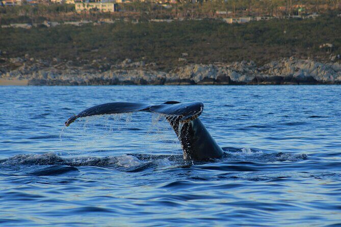 Private Whale Watching in San Jose Del Cabo snack,drinks,Warranty - Who Should Consider This Tour?