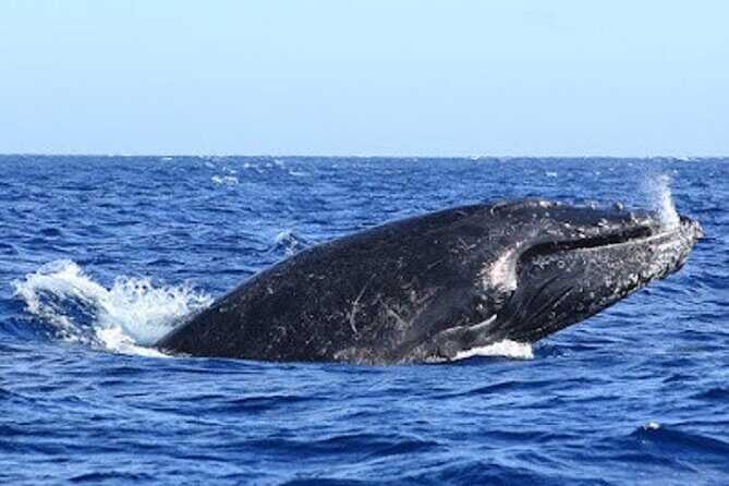 Private Whale Watching in San Jose Del Cabo snack,drinks,Warranty - The Sum Up