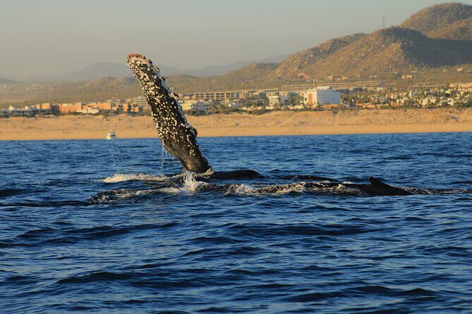 Private Whale Watching in San Jose Del Cabo snack,drinks,Warranty - An In-Depth Look at the Whale-Watching Experience