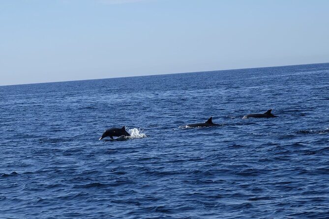 Private Whale Watching in San Jose Del Cabo snack,drinks,Warranty - FAQs