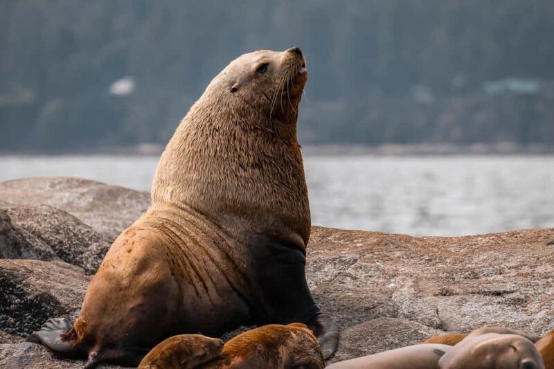 Private Whale Watching Nanaimo - Open Boat - The Experience: A Deep Dive into the Whale Watching Adventure