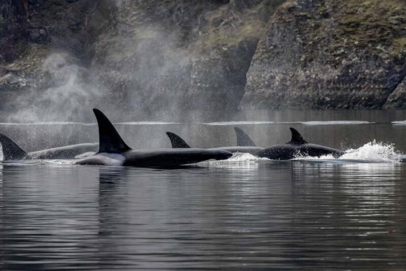 Private Whale Watching Nanaimo - Open Boat - Final Thoughts