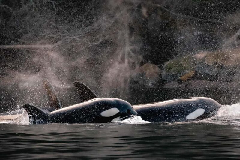 Private Whale Watching Nanaimo - Semi-Covered Boat - Overview of the Experience