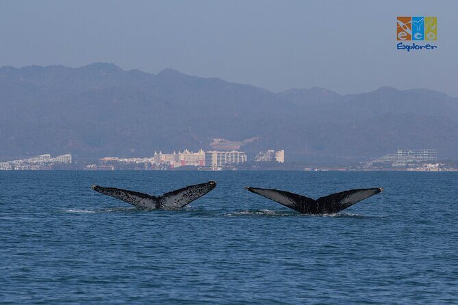 Private Whale watching Puerto Vallarta - Why This Tour Is Worthconsidering