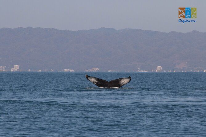 Private Whale watching Puerto Vallarta - Frequently Asked Questions