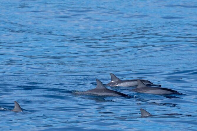 Private Whale Watching Safari from North Shore Oahu - The Whale Watching Experience