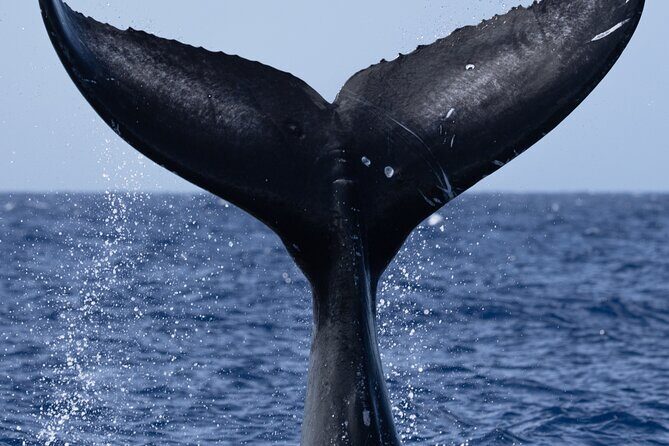 Private Whale Watching Safari from North Shore Oahu - The Cultural and Scenic Stops